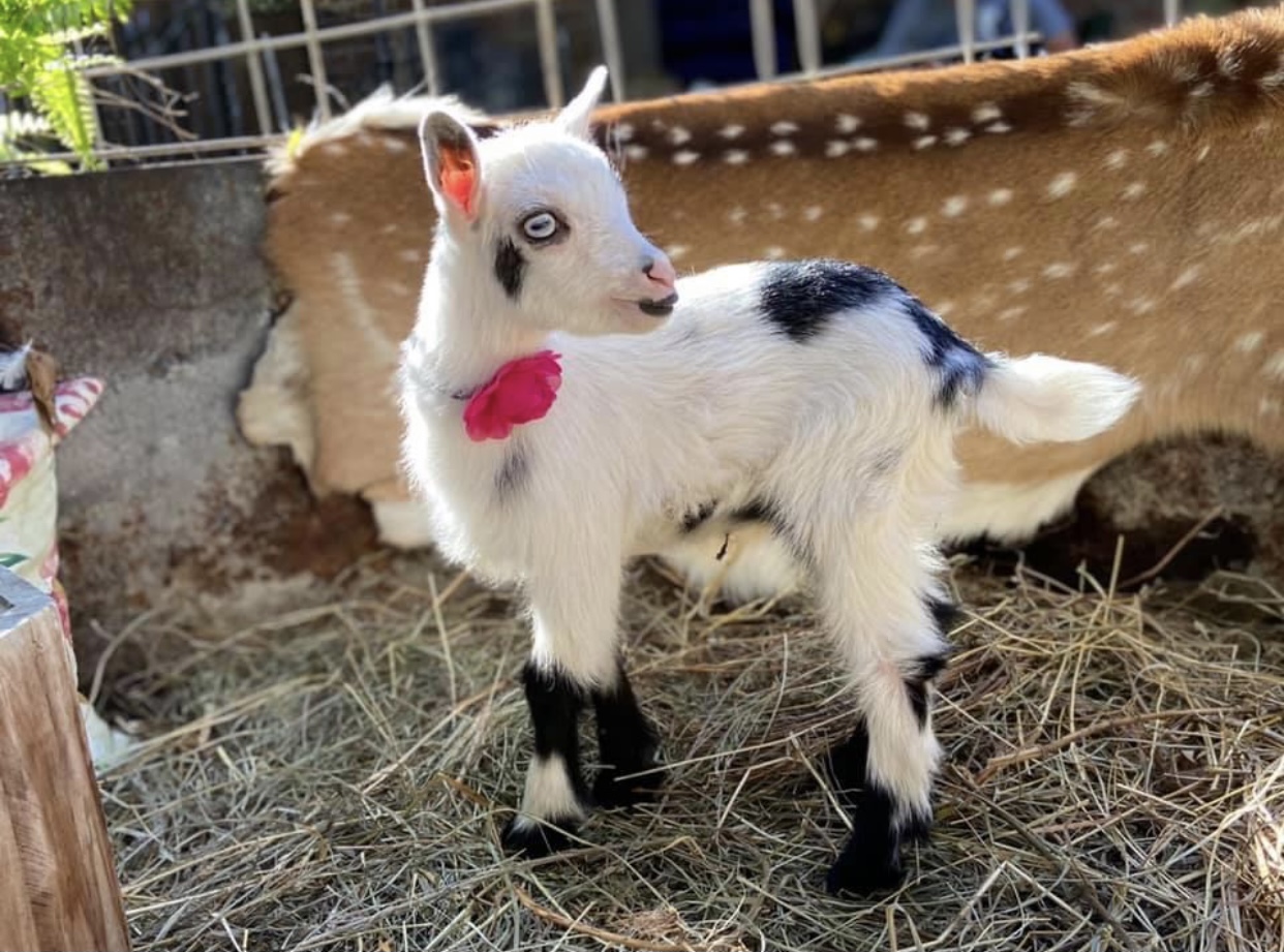 Expanding Our Dairy Goat Herd: New Nigerian Dwarf Doelings - Home on ...