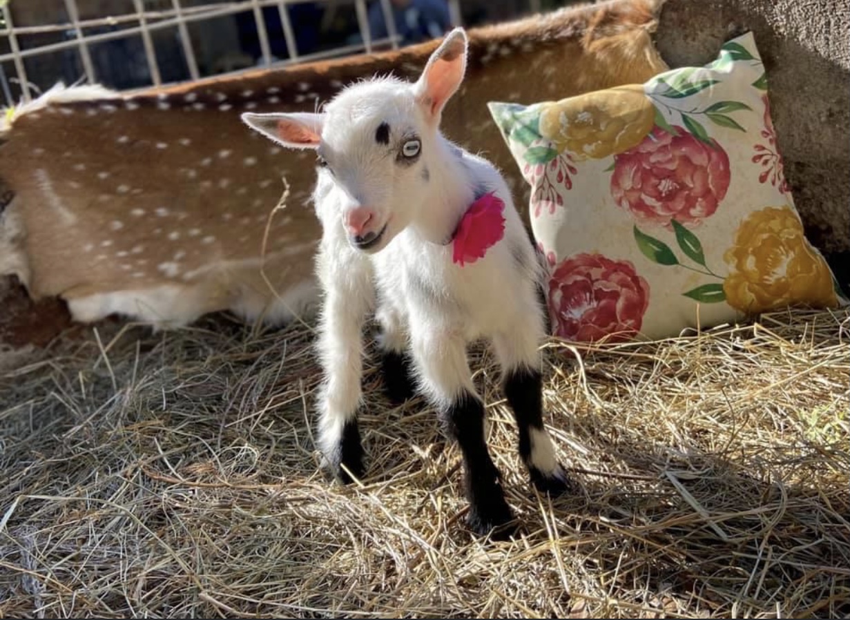 Expanding Our Dairy Goat Herd: New Nigerian Dwarf Doelings - Home on ...